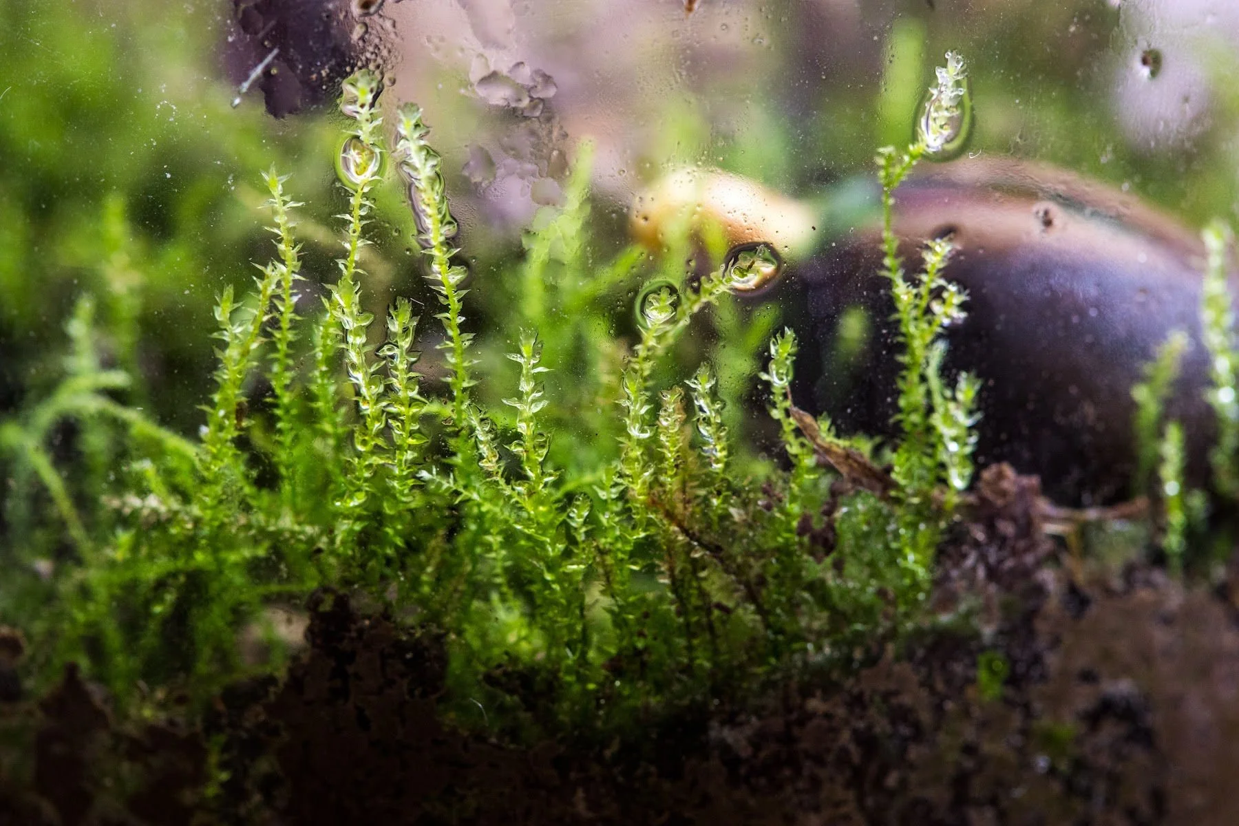 How to Make a Moss Terrarium — Desktop Tranquility