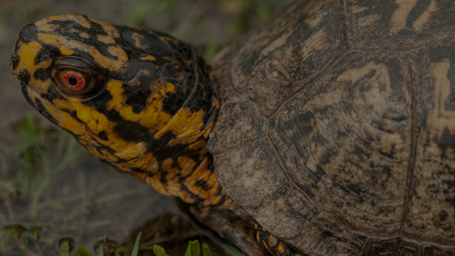 General 3 — Alabama River Diversity Network