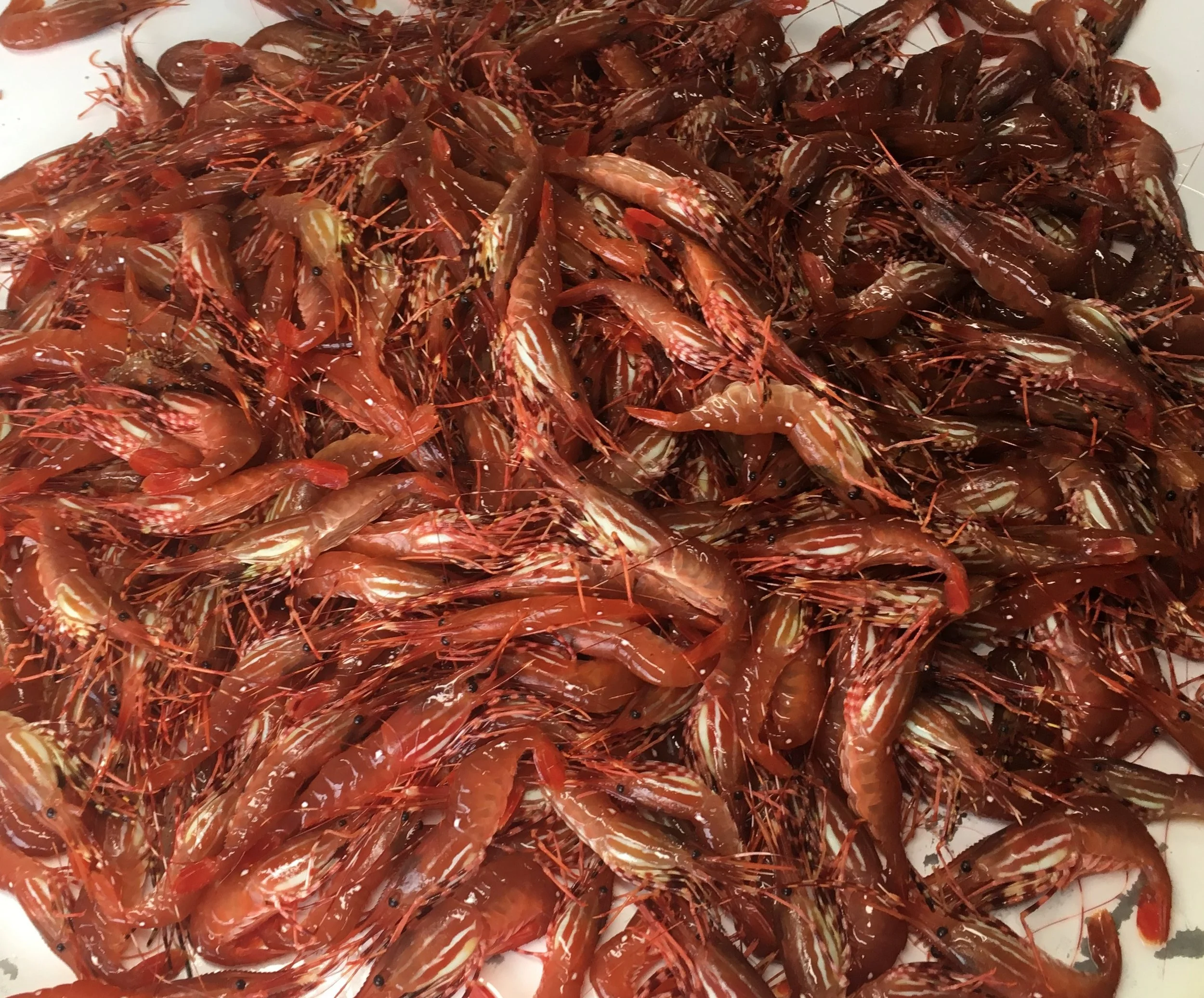Fresh Seafood Products - Spot Prawns, Halibut, Tuna & More — Ocean's ...