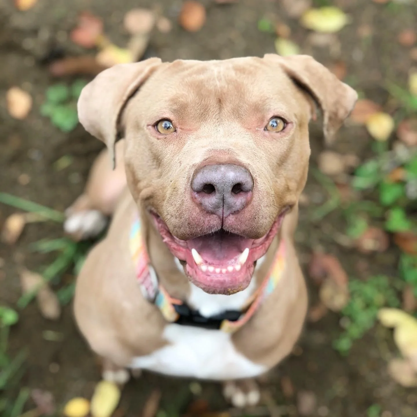 The Pittie Project PNW