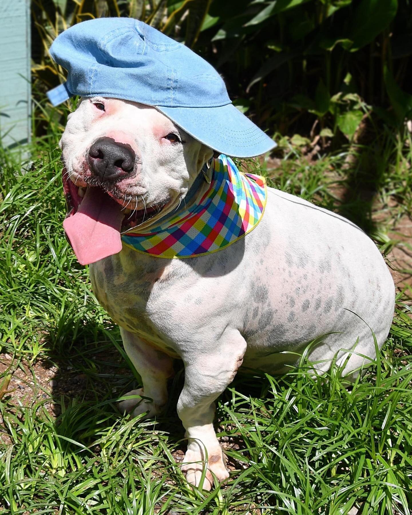 The Pittie Project PNW