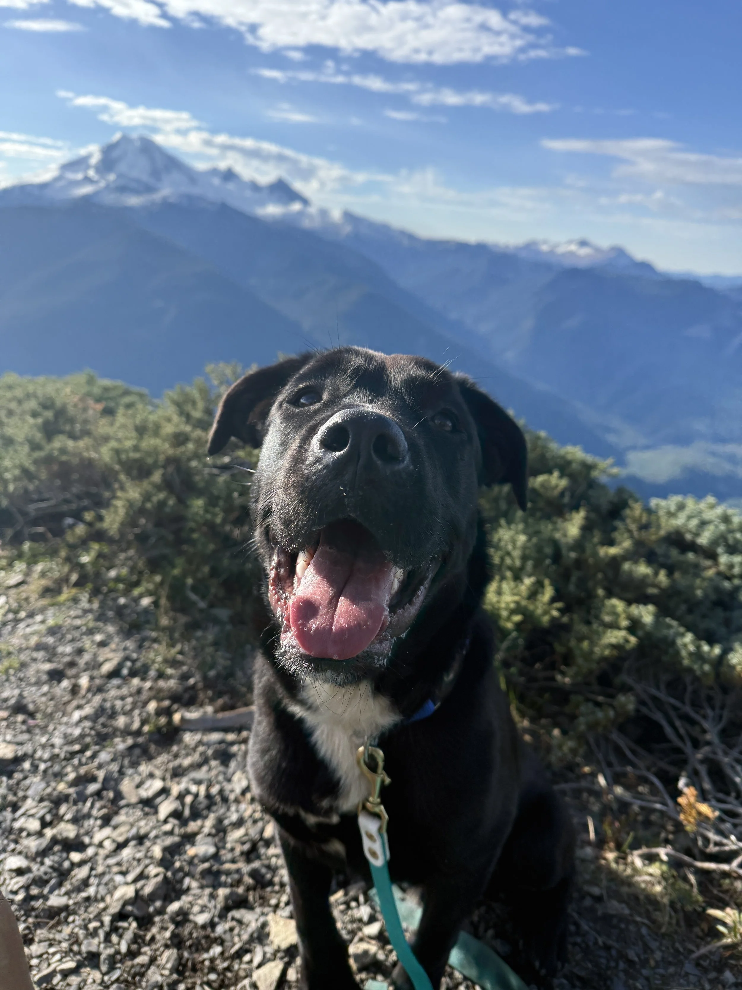 The Pittie Project PNW