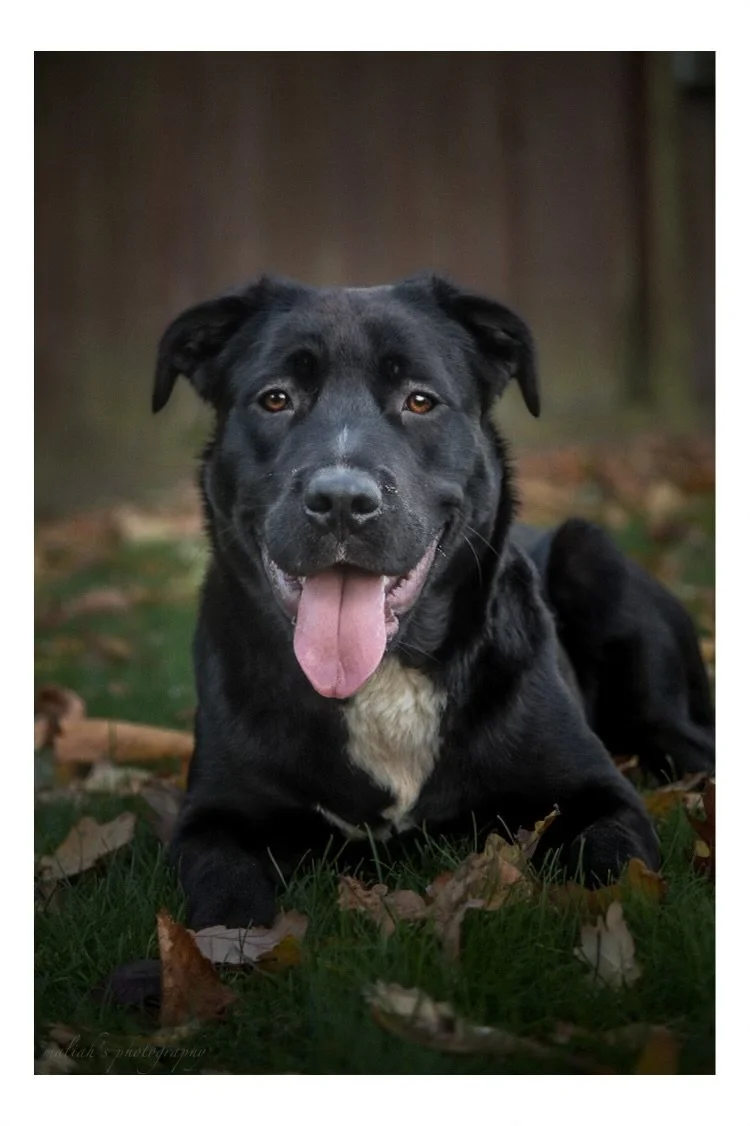 The Pittie Project PNW