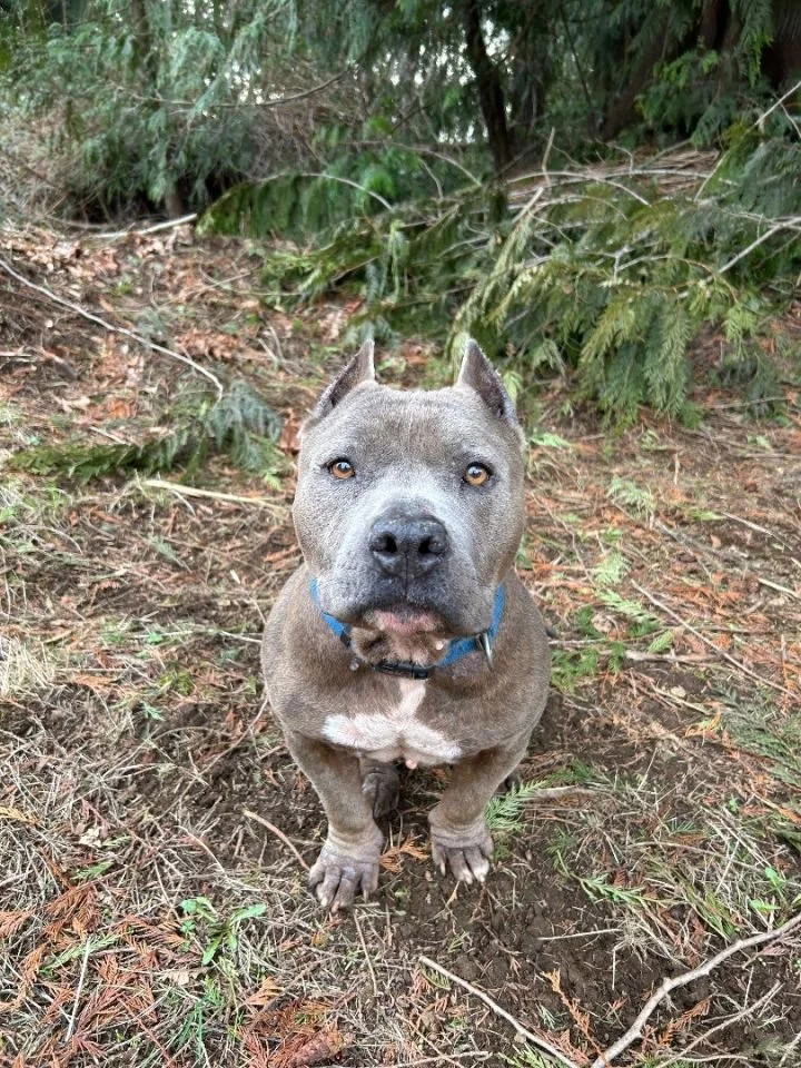 Solo Dogs — The Pittie Project PNW