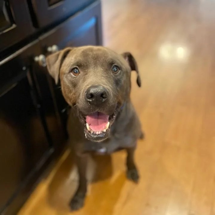 The Pittie Project PNW