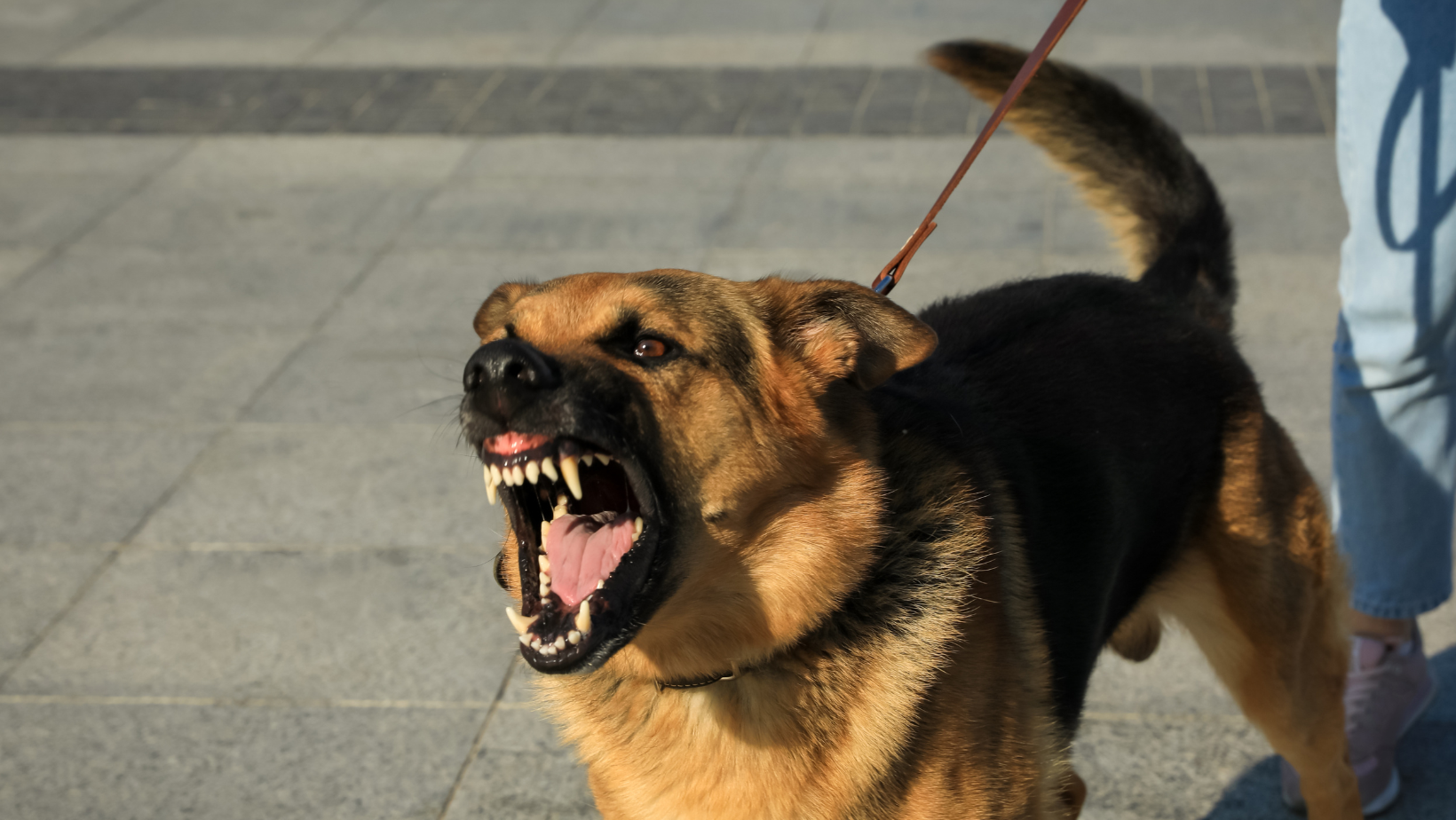 Service Dogs are NOT Protection Dogs. — Professional K9