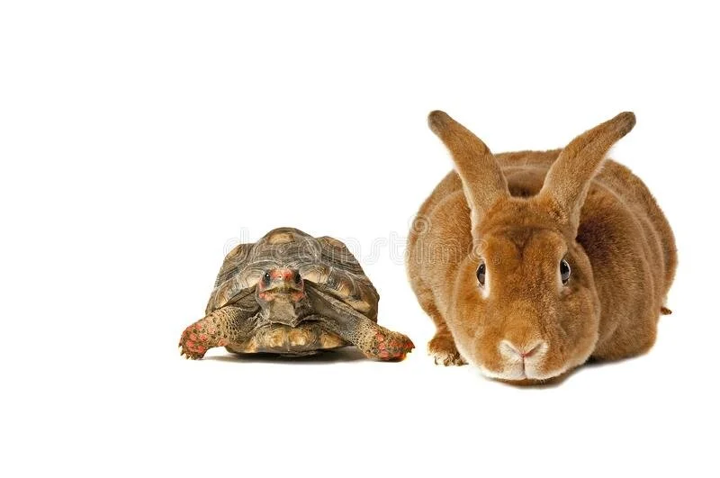 In BD, the Tortoise Wins the Race Too! — Dawn F. Landry
