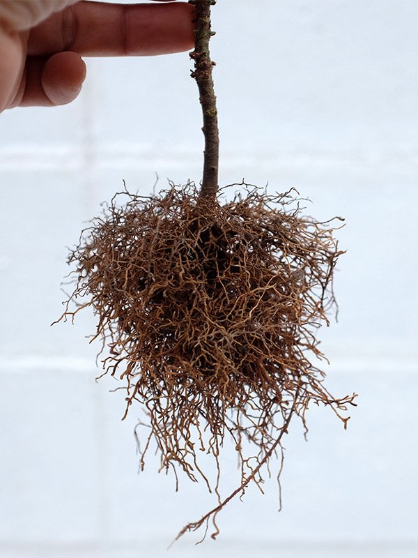 Greenhouse Growing — Root Pouch