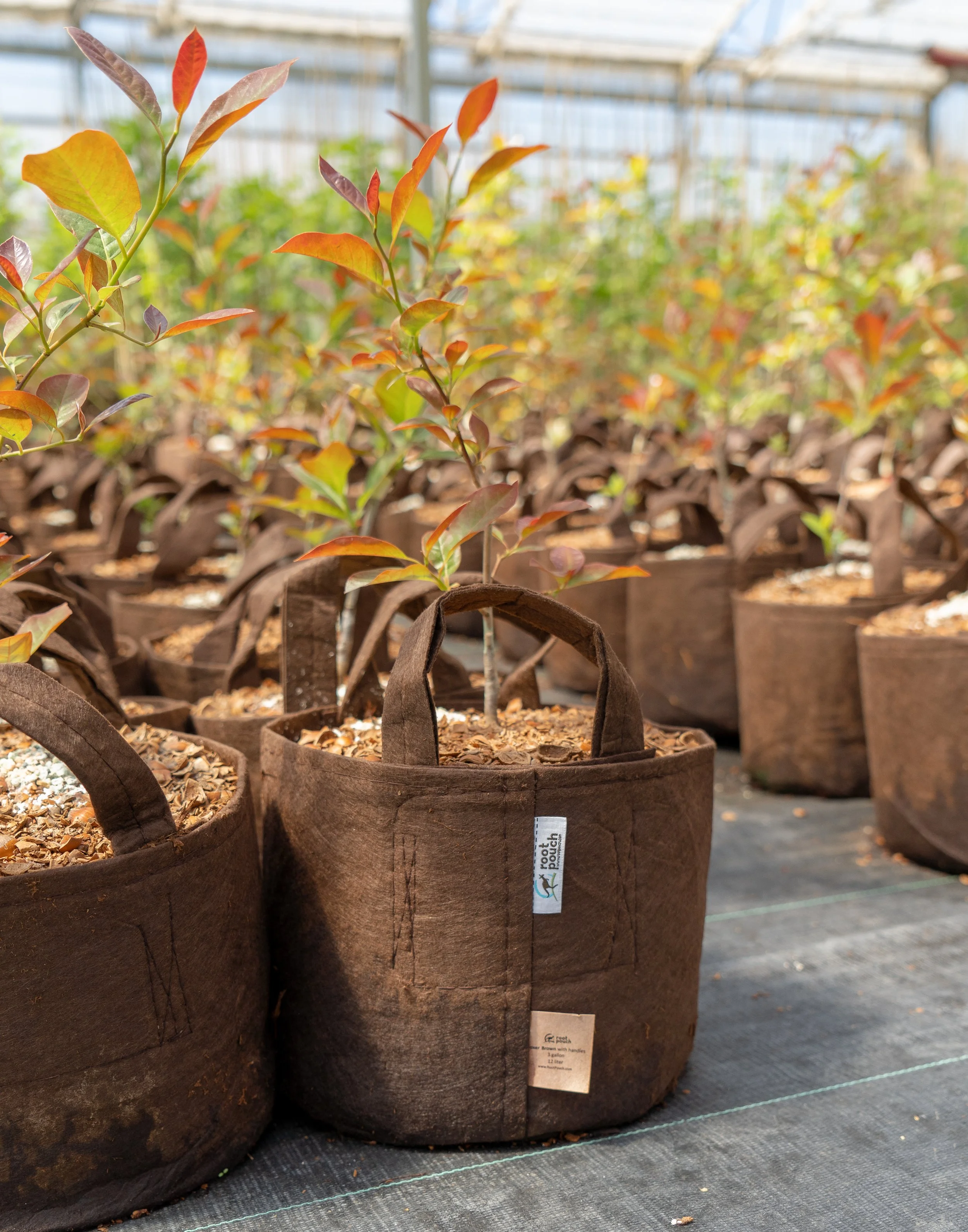 Greenhouse Growing — Root Pouch