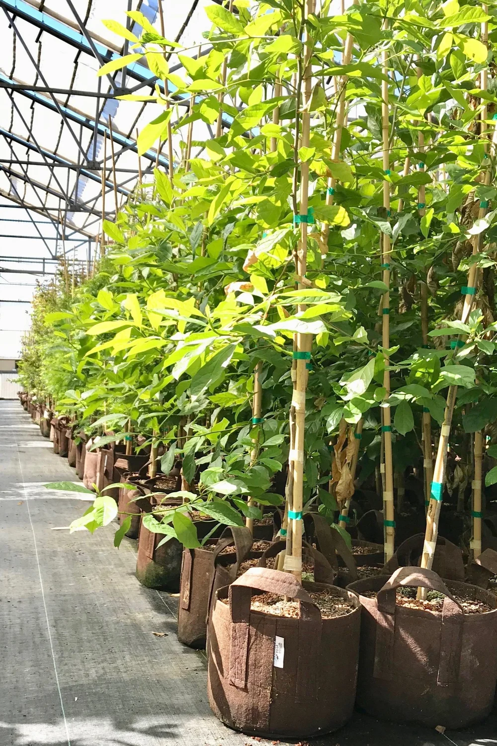 Container Growing — Root Pouch