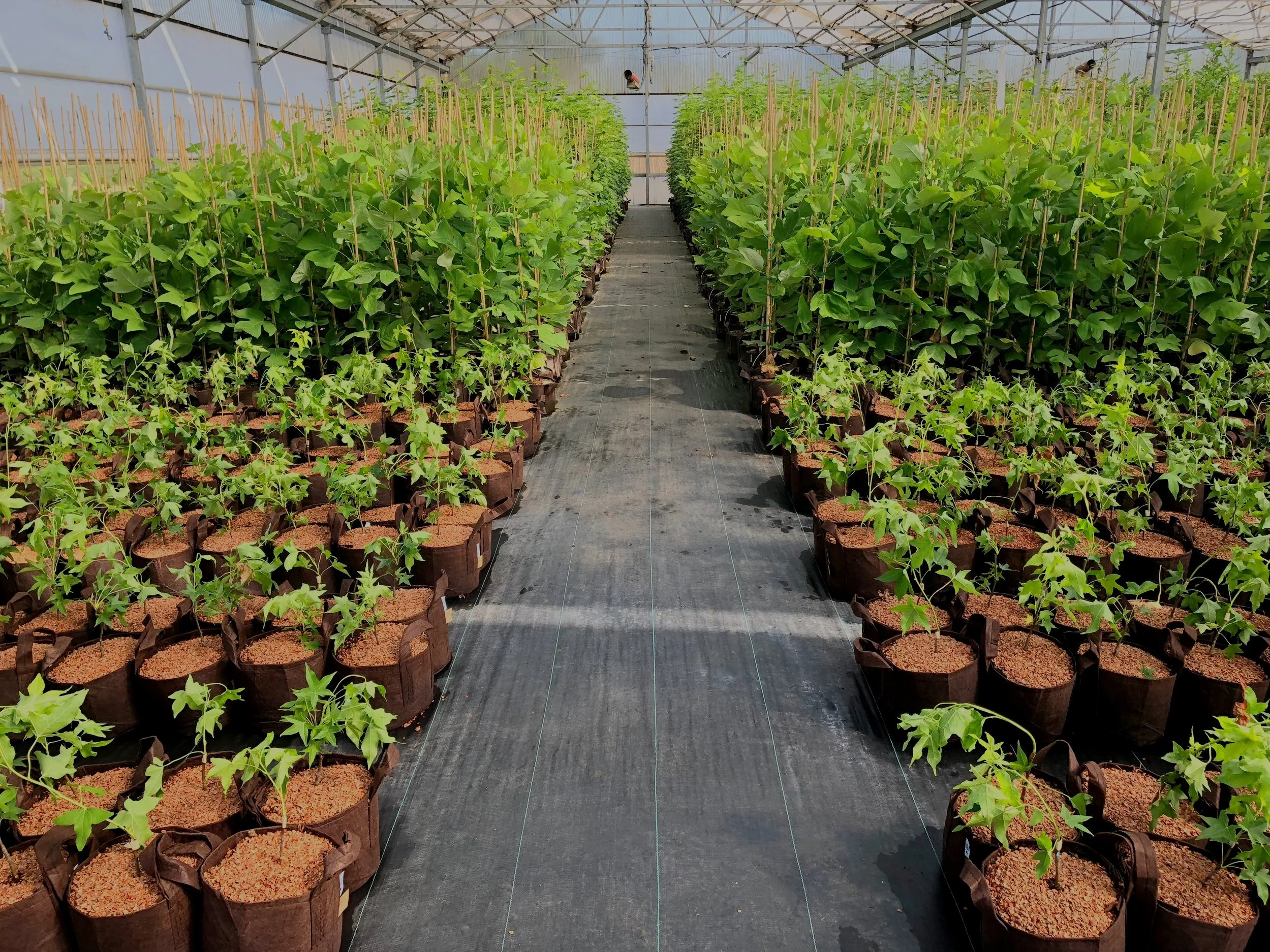 Grower's Info — Root Pouch