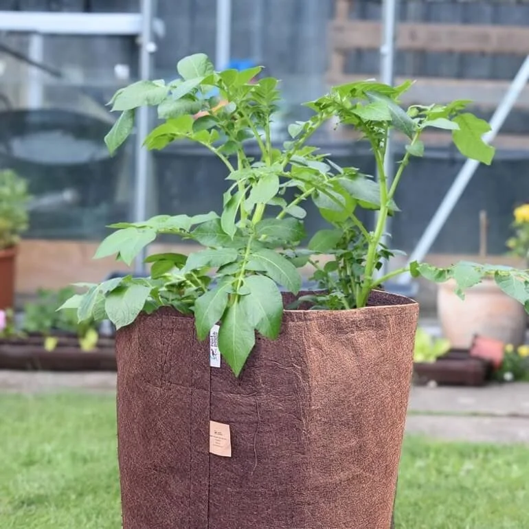 Growing Potatoes in a Root Pouch — Root Pouch