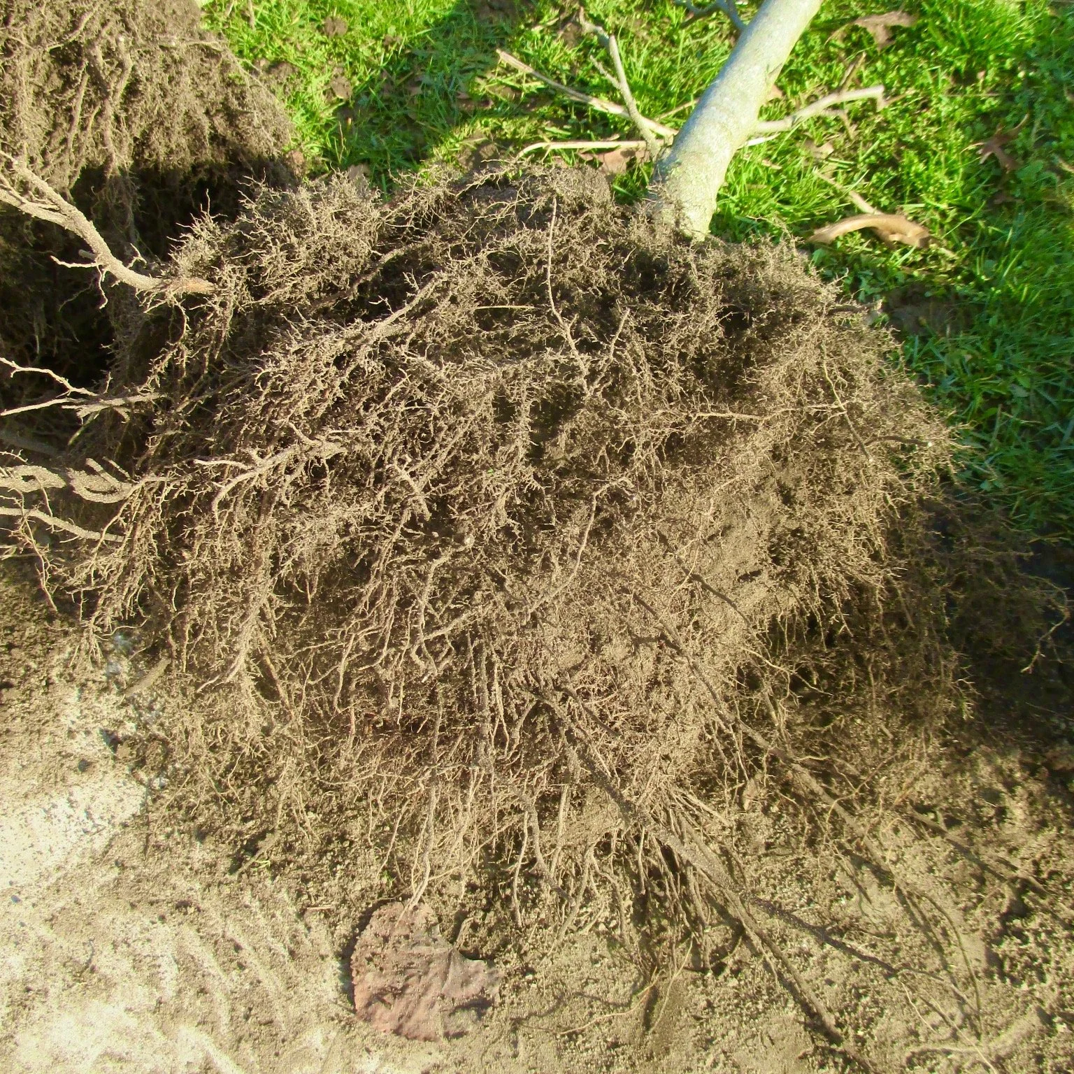 Pot-in-Pot Growing — Root Pouch