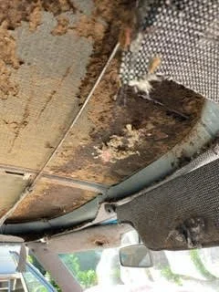 Rodent Droppings Cleanup — BIOGONE