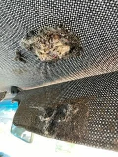 Rodent Droppings Cleanup — BIOGONE