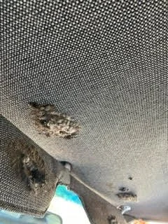 Rodent Droppings Cleanup — BIOGONE