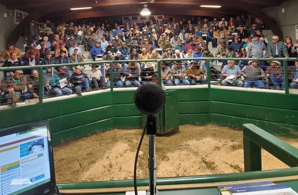 Premier Purebred Livestock Auctioneer | Kyle Shobe – Professional ...