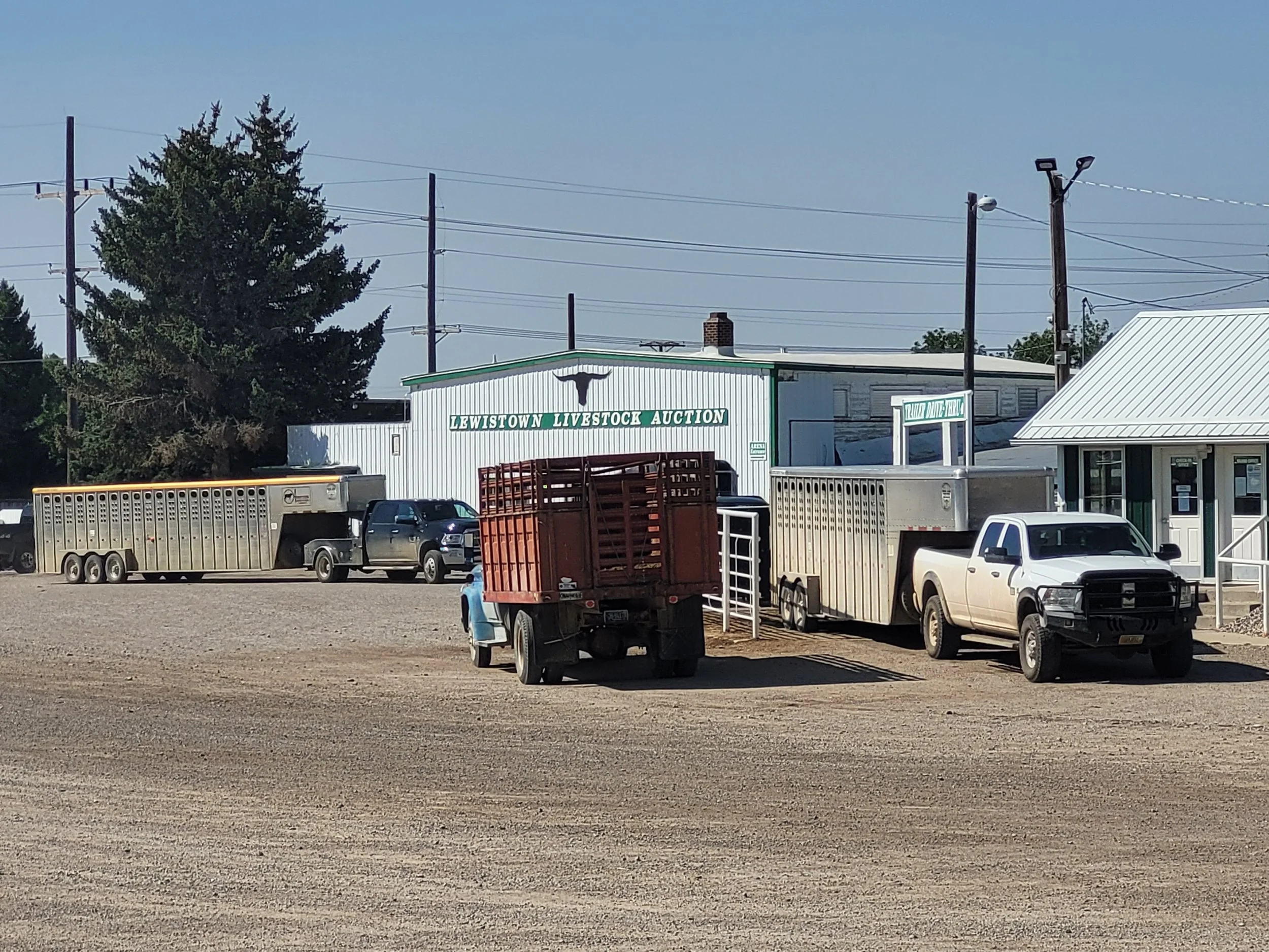 Premier Purebred Livestock Auctioneer | Kyle Shobe – Professional ...