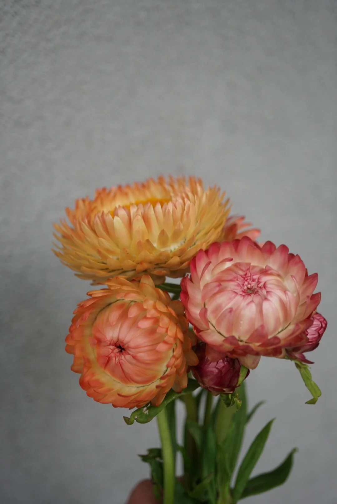 Apricot Peach Strawflower — Moss Hall Seeds