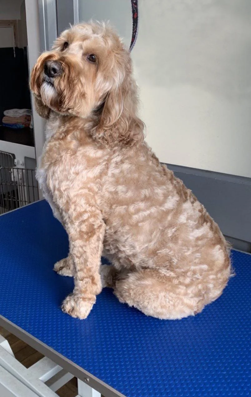 Gallery a grooming salon and shop with treats and accessories — Barking ...