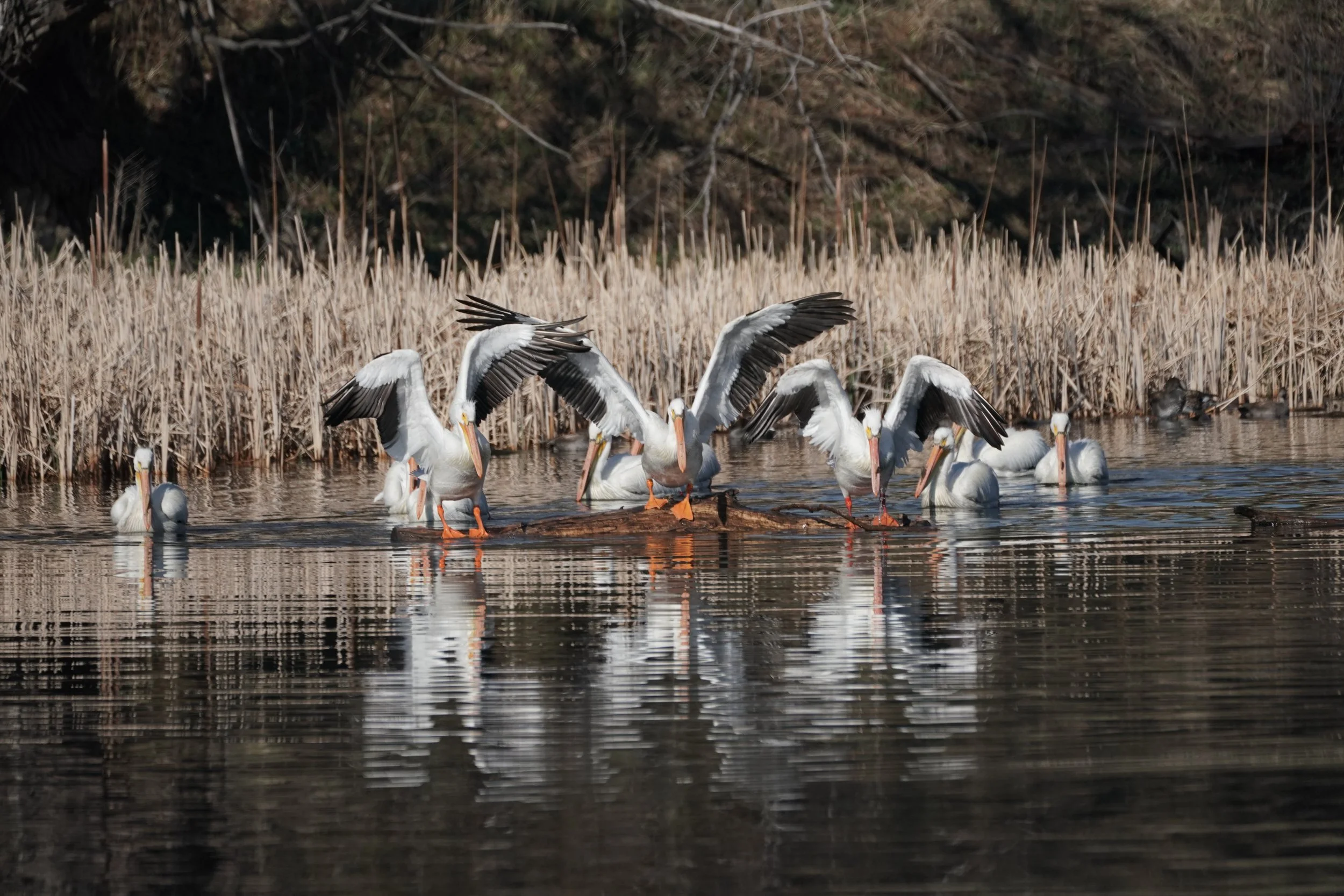 Flora and Fauna — Bluff Lake Nature Center