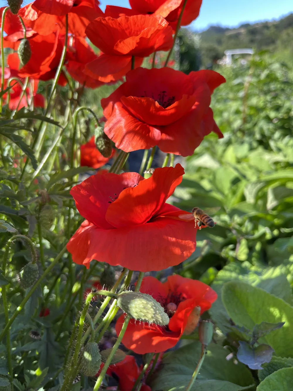 MOON CYCLE SANCTUARY