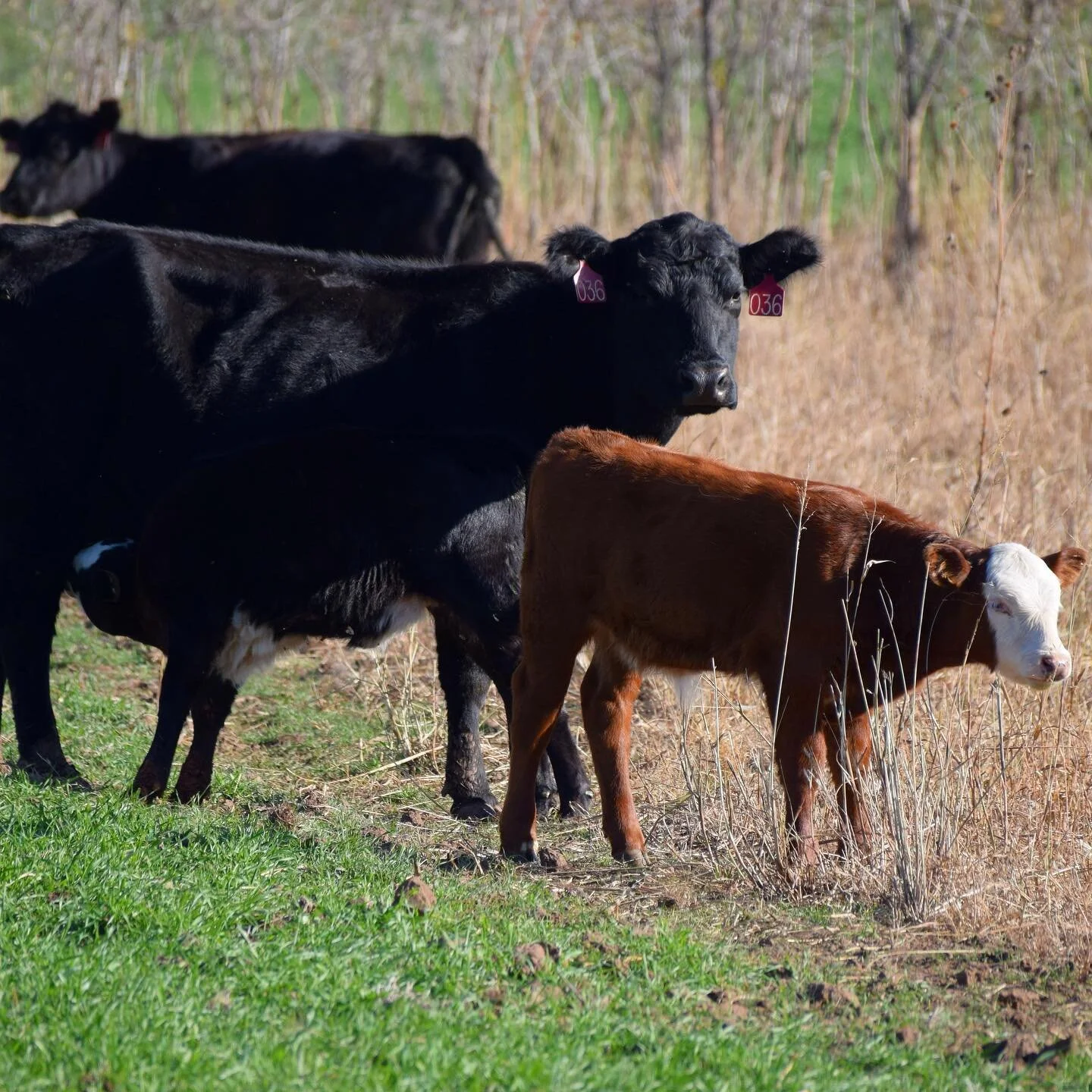 GO Farms, LLC | Premium Quality Beef | No Hormones Added