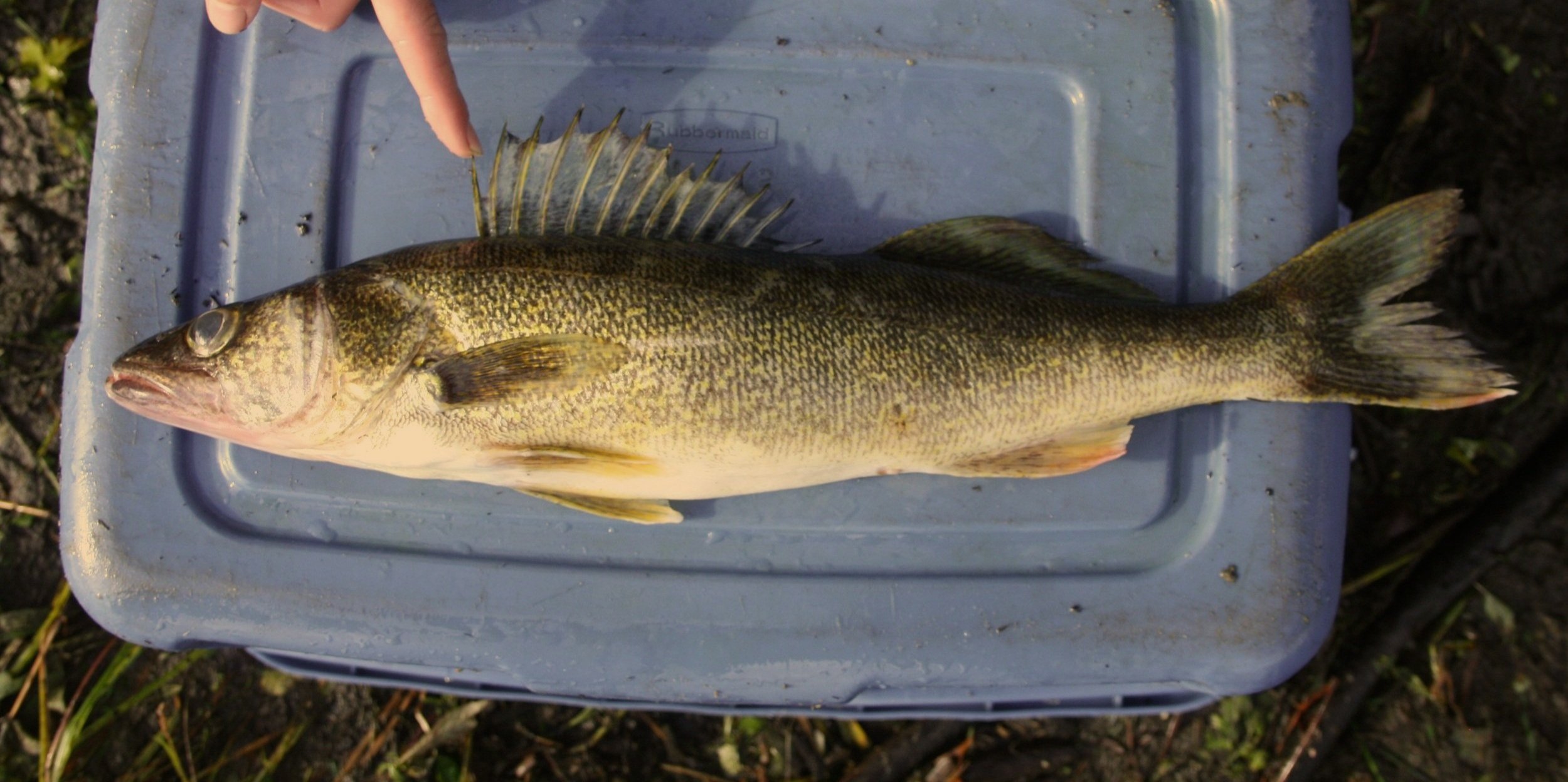 Doré jaune — Répertoire Nature