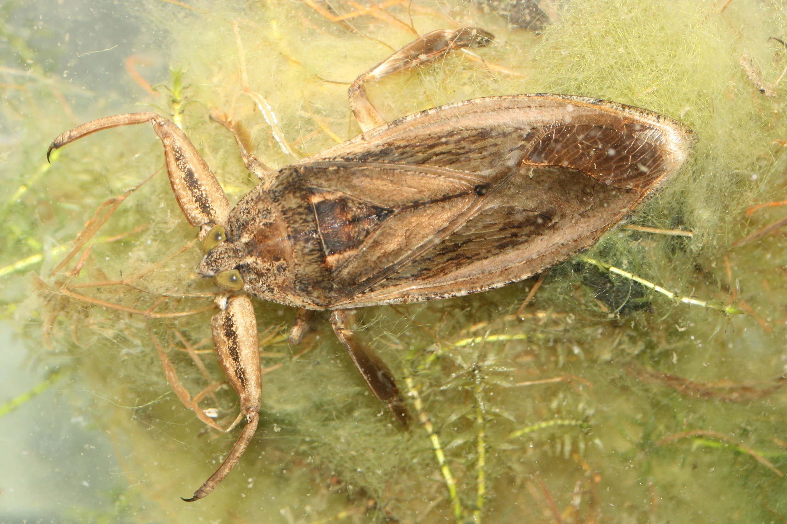 Punaise d'eau géante — Répertoire Nature