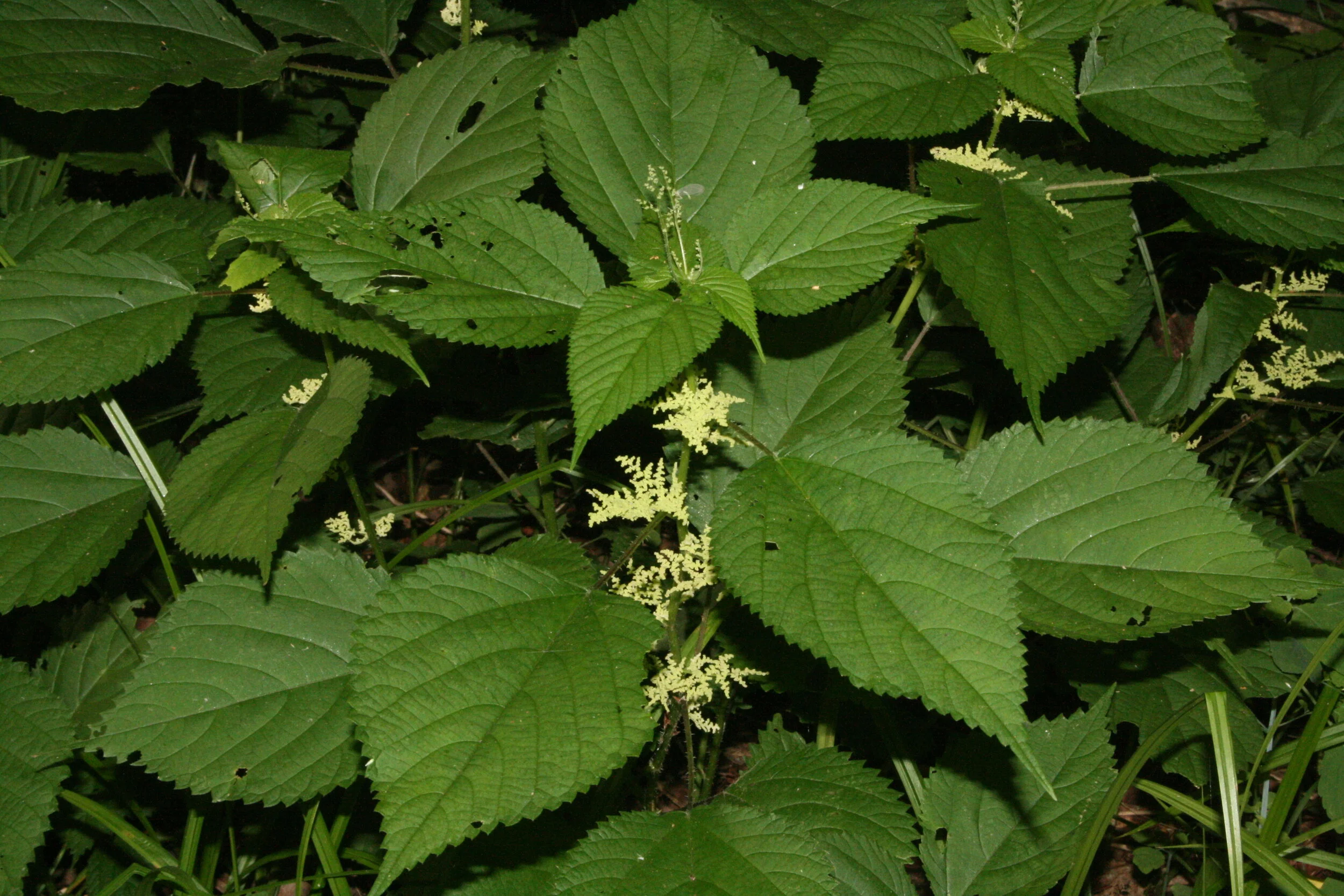 Ortie — Répertoire Nature