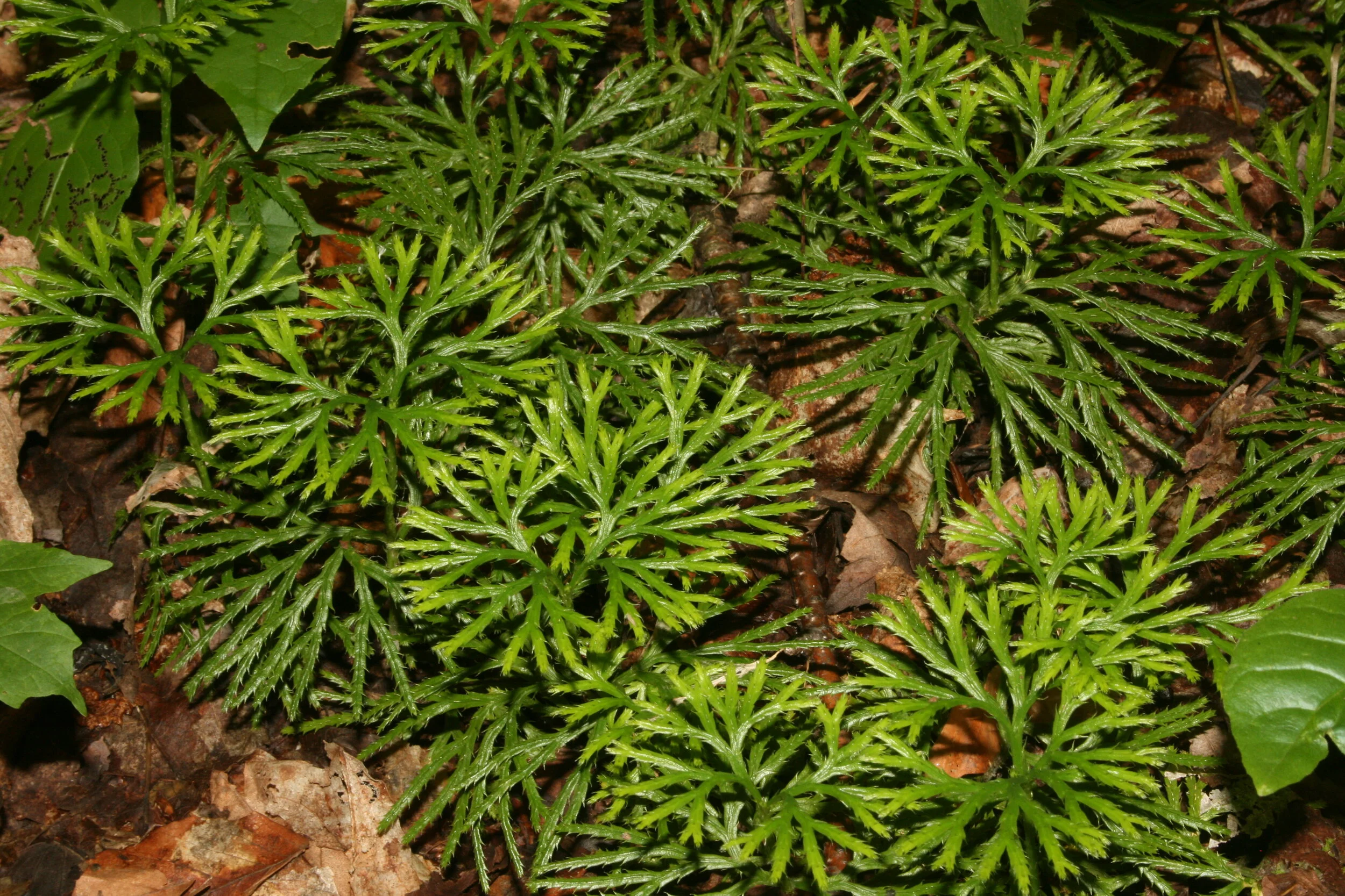 Lycopode aplati — Répertoire Nature