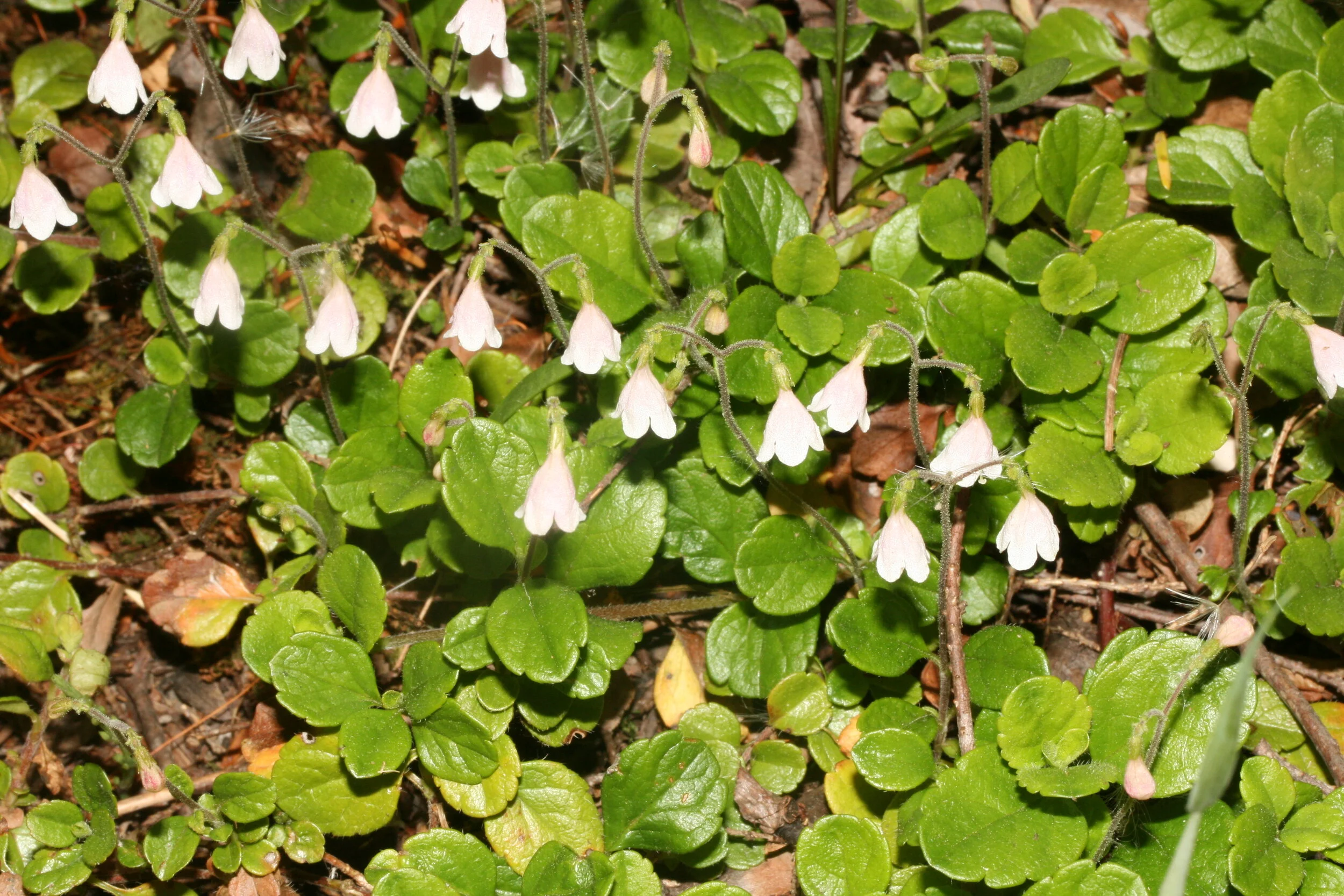 Linnée boréale — Répertoire Nature