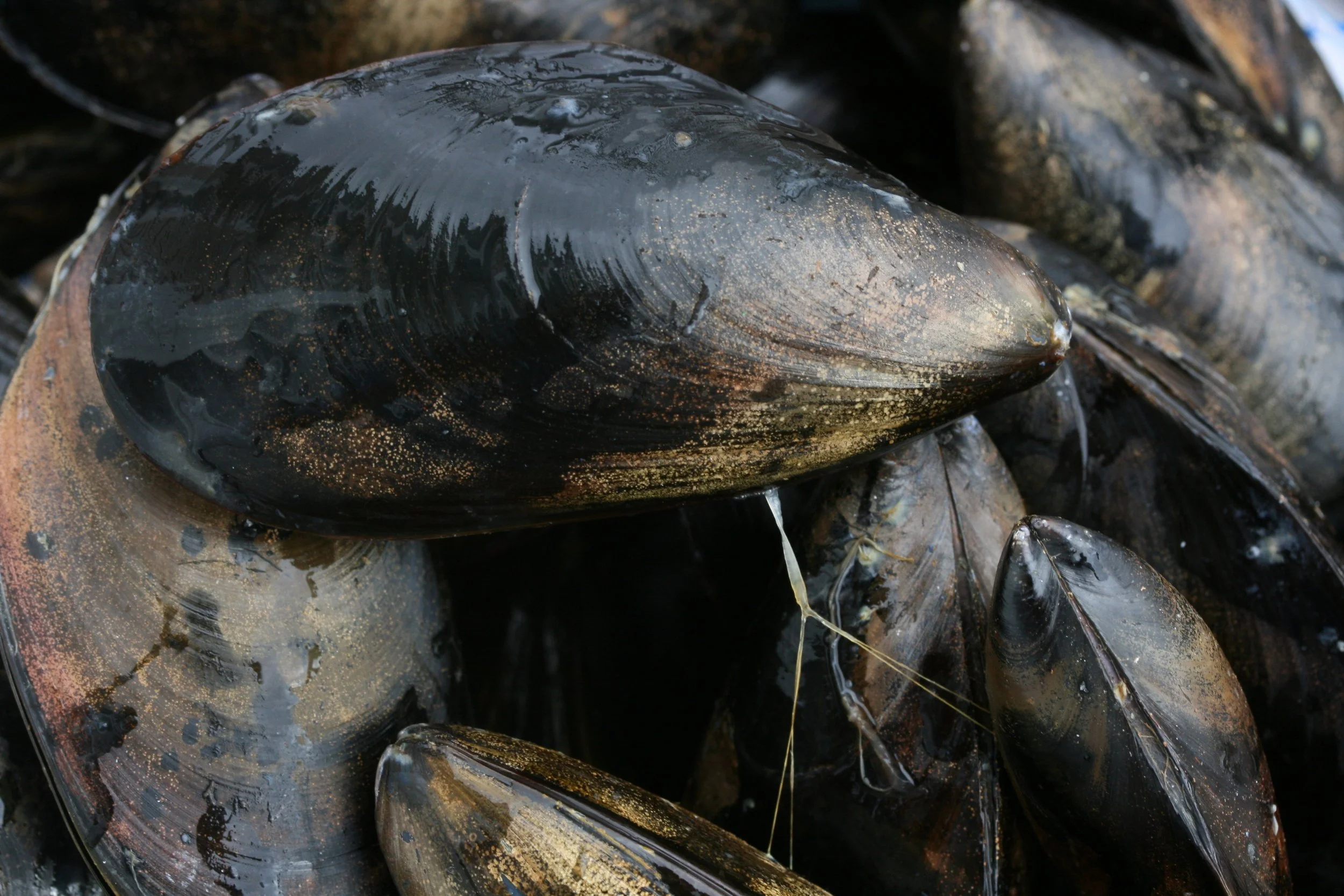 Moule bleue — Répertoire Nature
