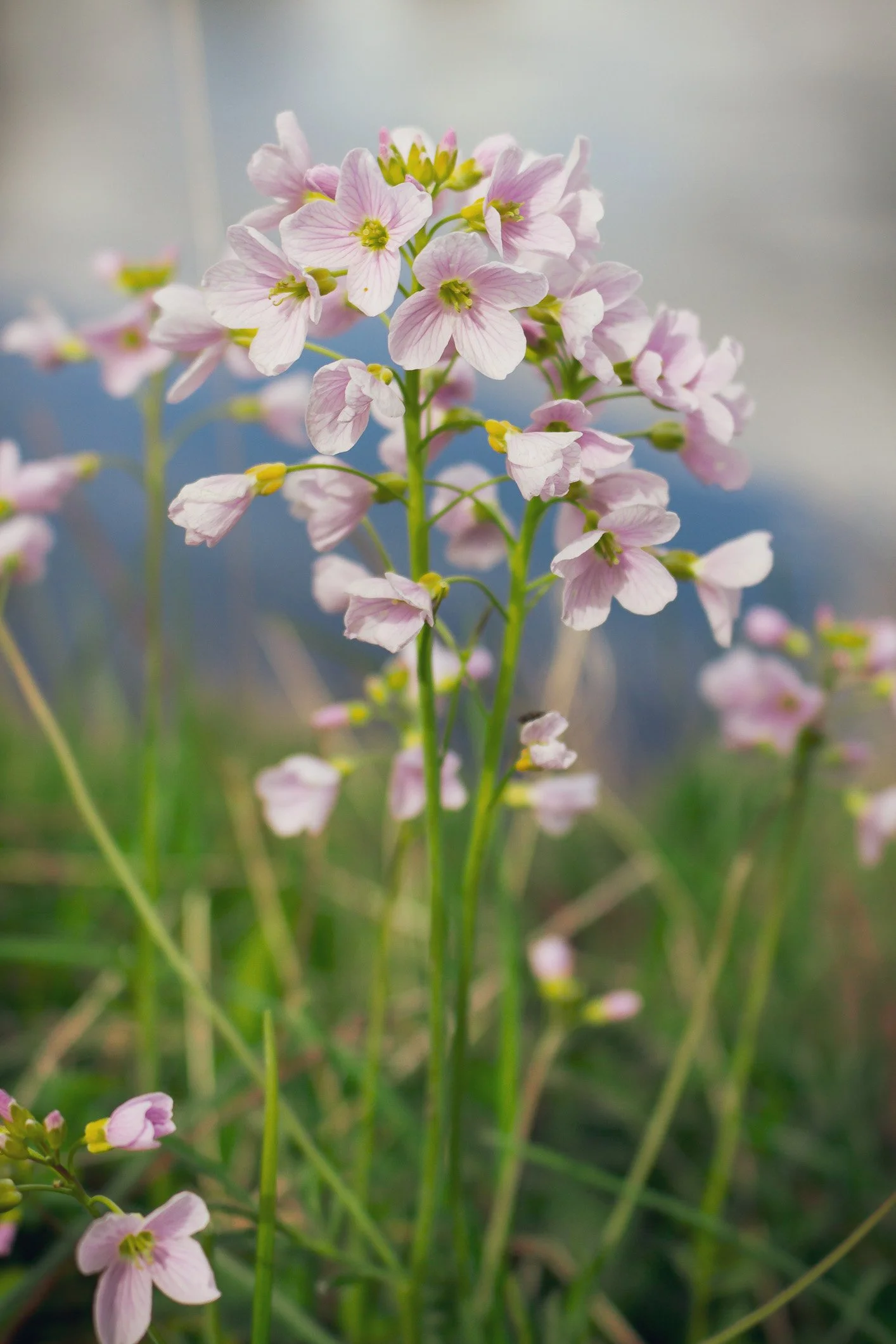 An Old World medicinal flower for emotional pain — Floralchemy