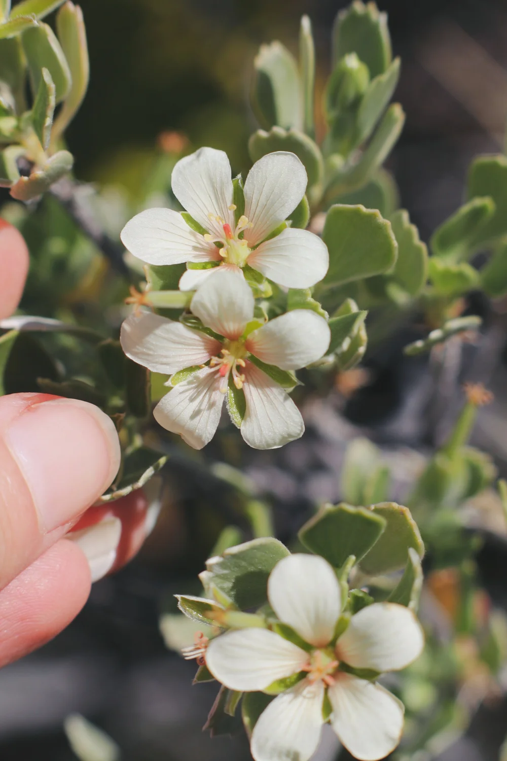 3 Top Botanicals for Skin Renewal and Inner Beauty — Floralchemy