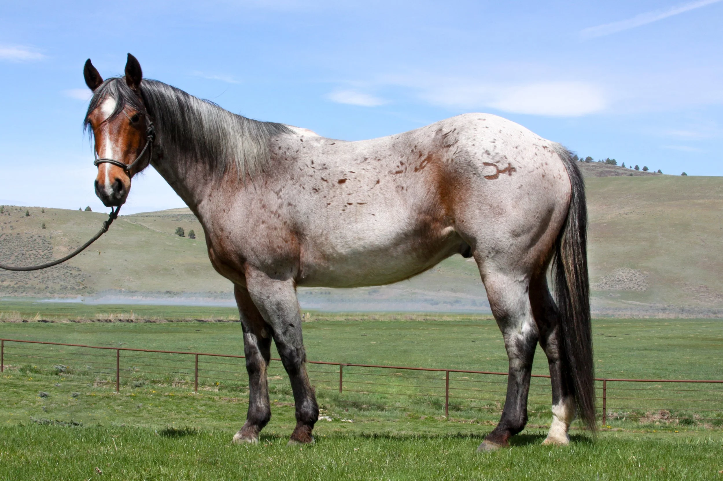 Spur Brand Horses for Sale — Ranchers Horse Sale