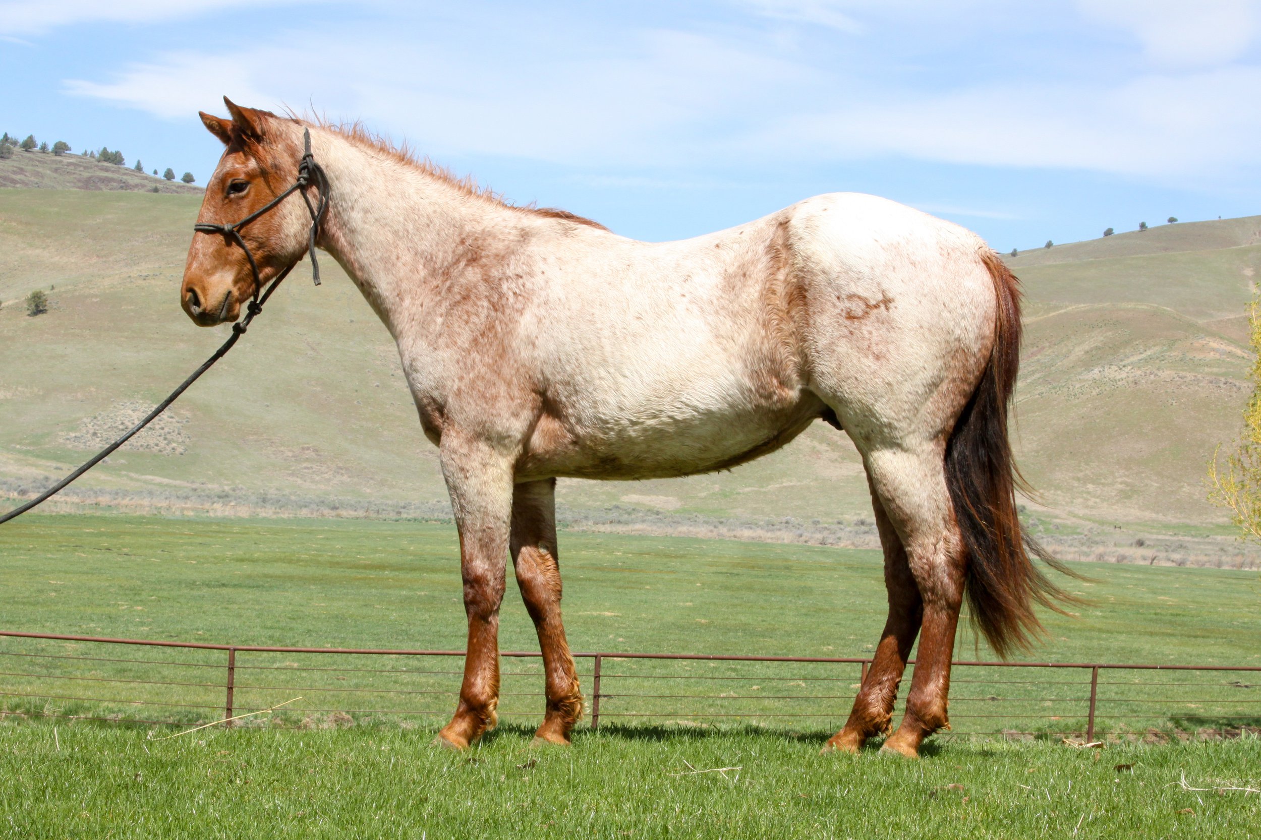Spur Brand Horses for Sale — Ranchers Horse Sale