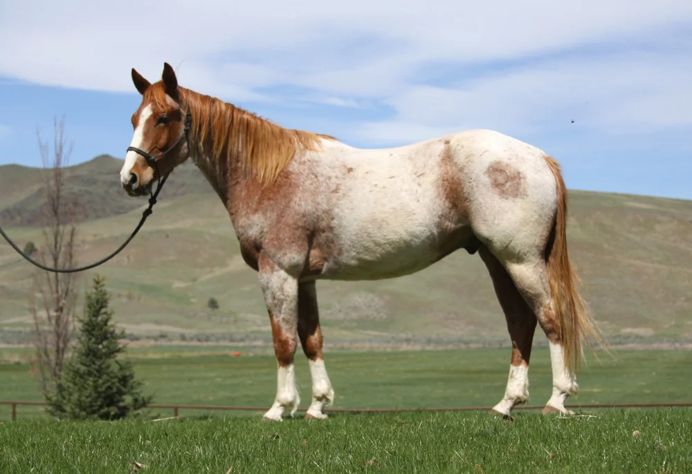 Spur Brand Horses for Sale — Ranchers Horse Sale
