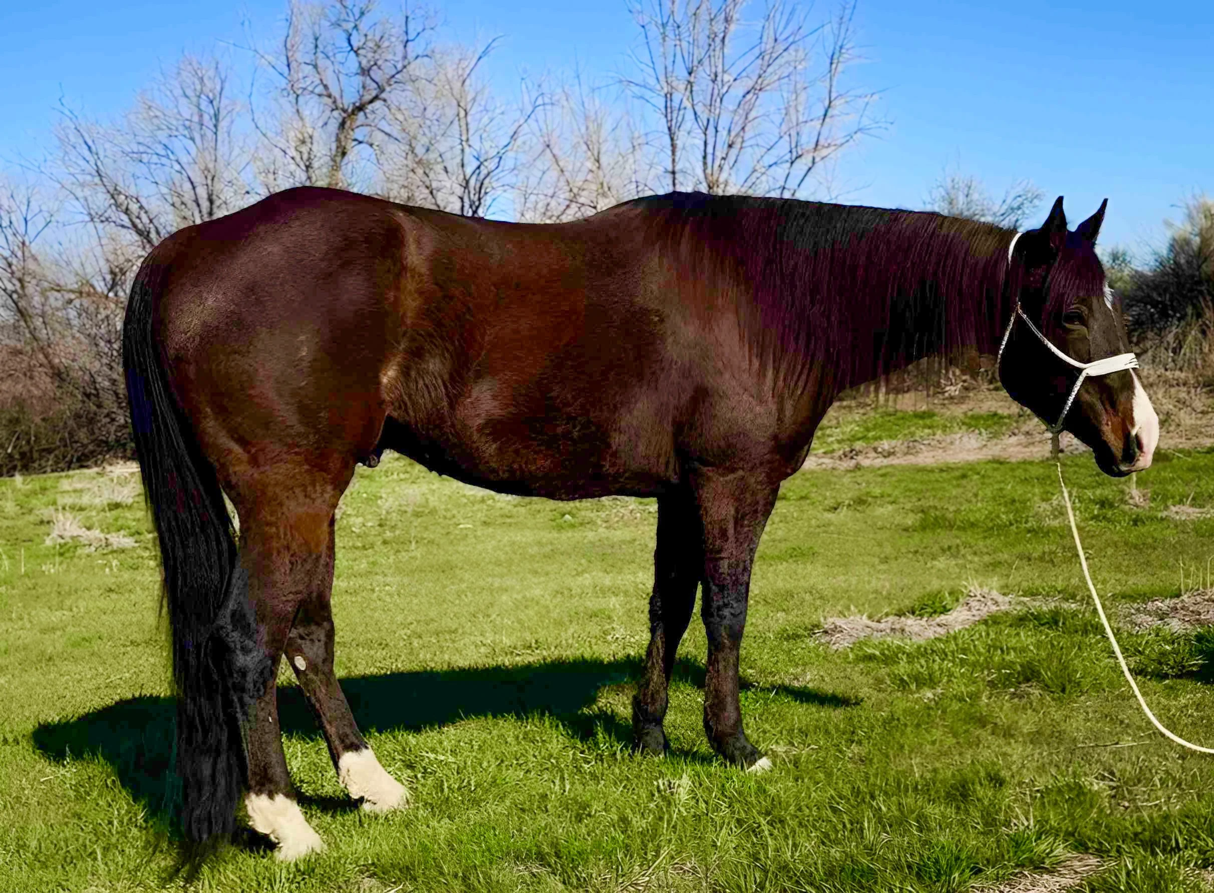 Horses for Sale — Ranchers Horse Sale