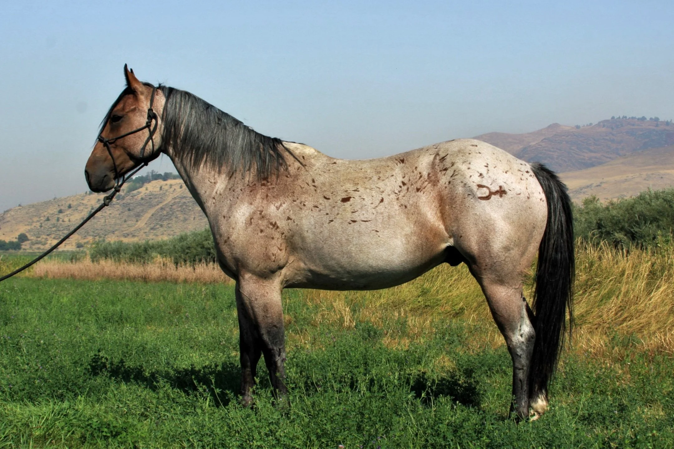 Spur Brand Horses for Sale — Ranchers Horse Sale