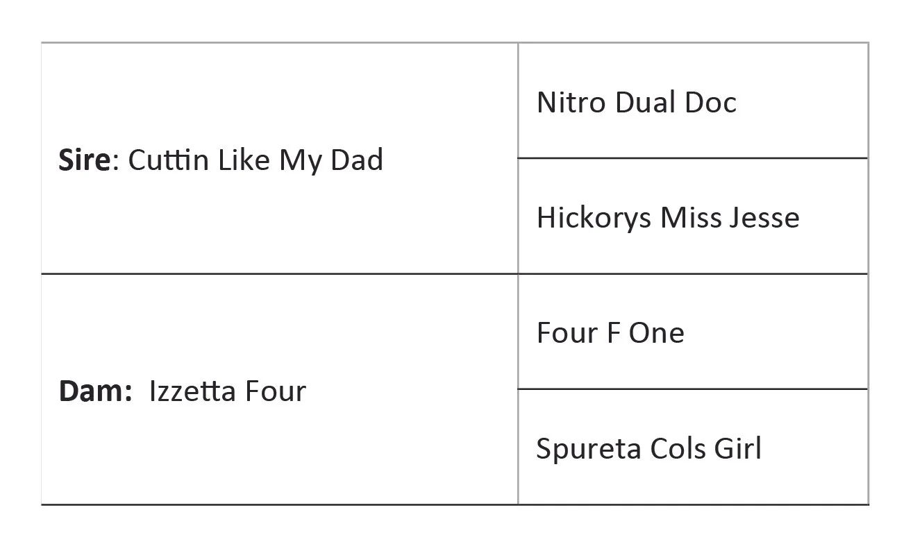 Spur Brand Horses for Sale — Ranchers Horse Sale