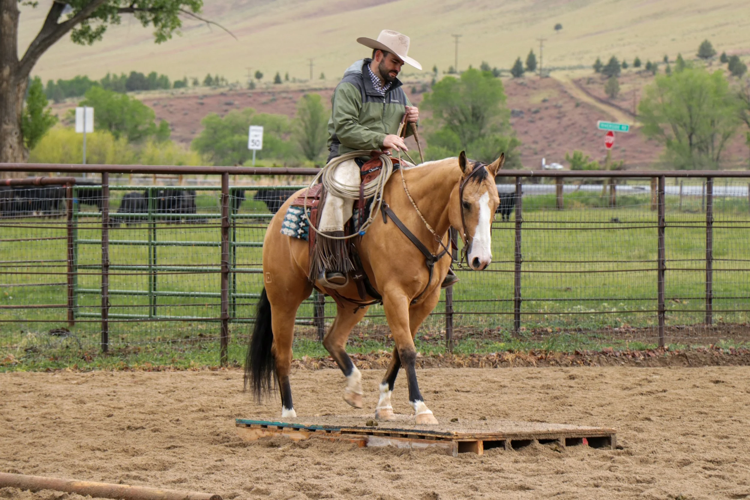Sale Day — Ranchers Horse Sale
