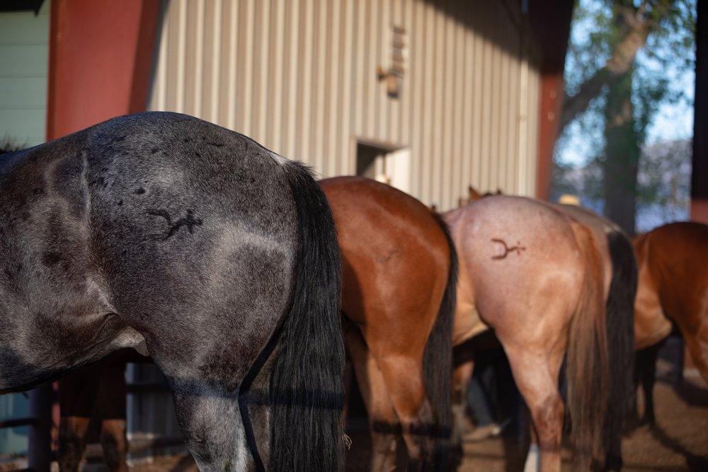 Spur Brand Horses for Sale — Ranchers Horse Sale