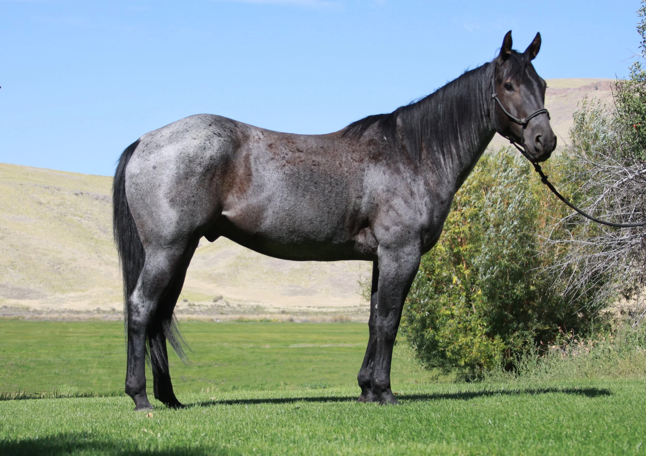 Spur Brand Horses for Sale — Ranchers Horse Sale