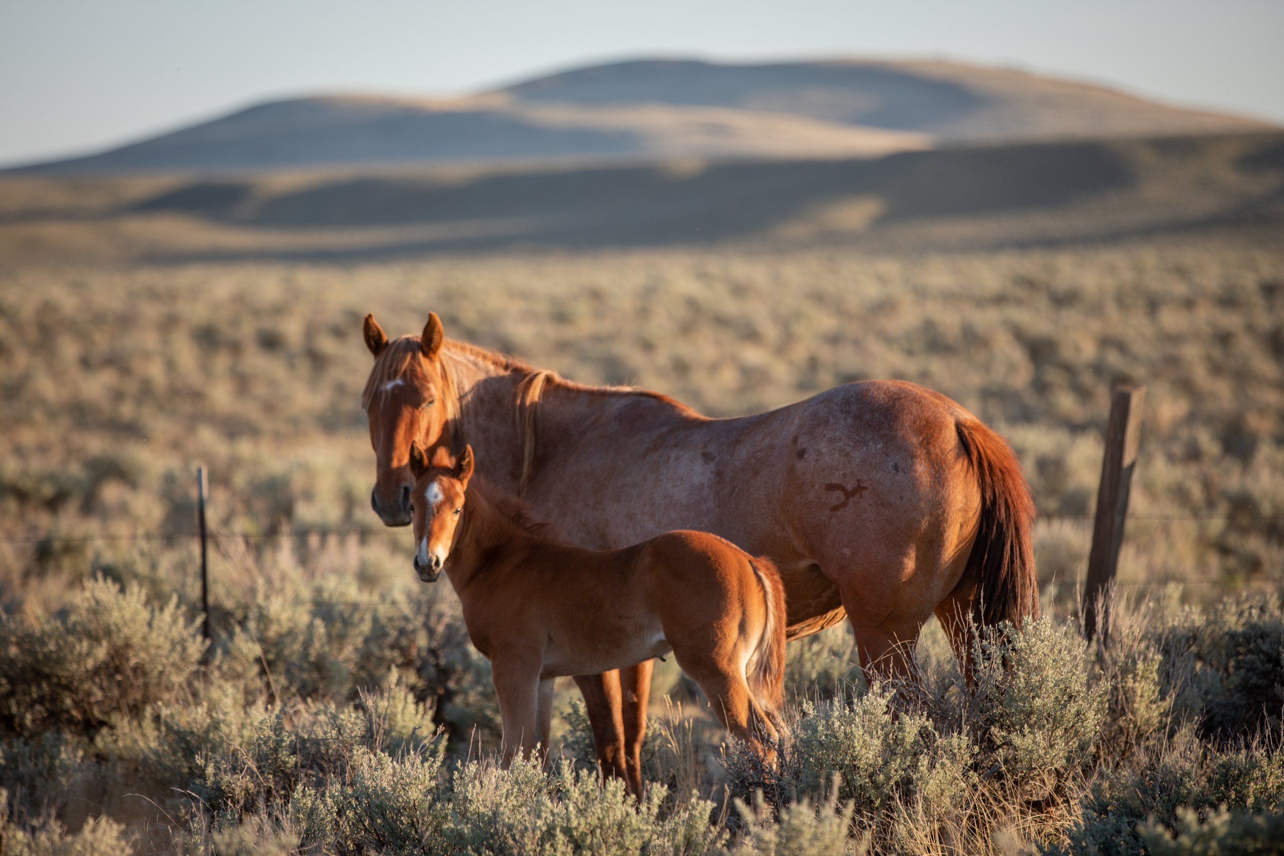 Spur Brand Horses — Ranchers Horse Sale