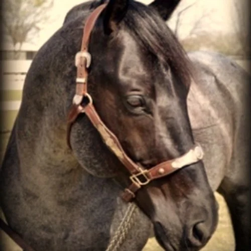 Our Team — Urban Cowgirl Ranch