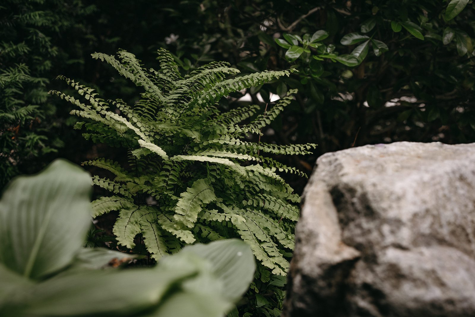 fronds + friends garden design