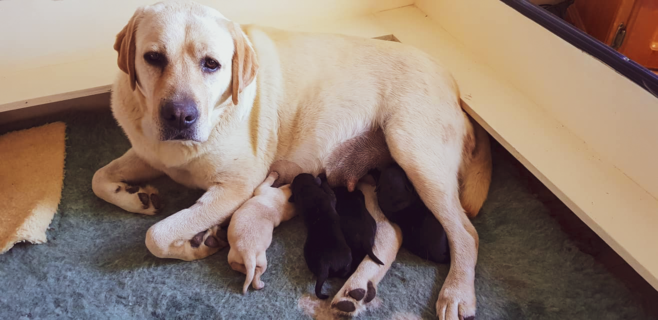 Whelping Box — Tapua Labradors