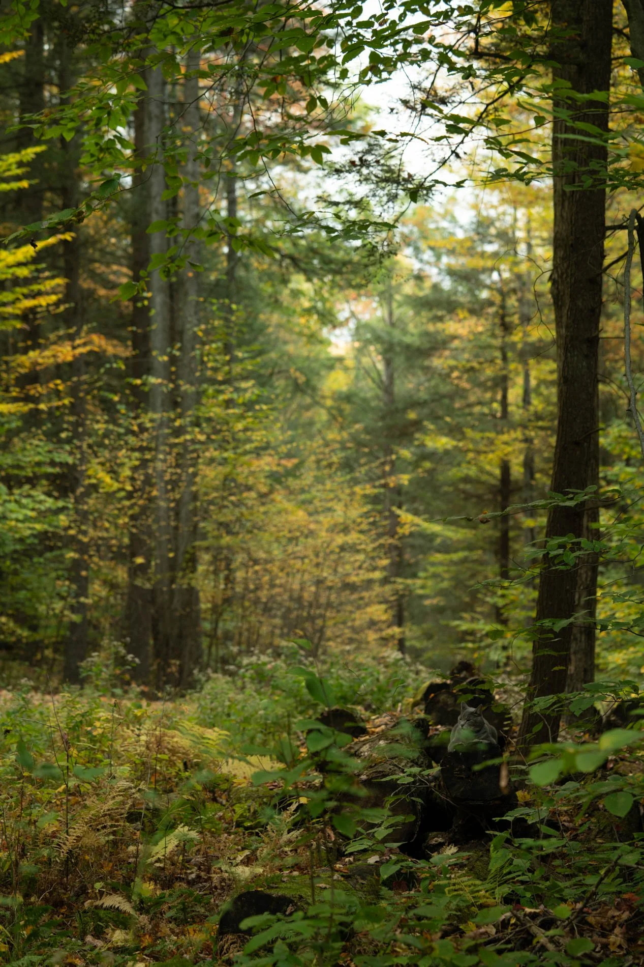What is Land-based teaching? — OJI:SDA’ - Sustainable Indigenous Futures