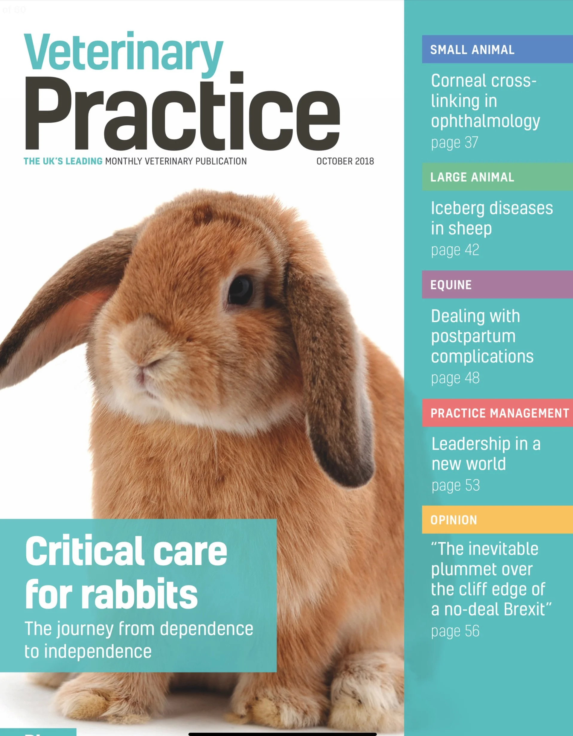 Critical Care Of for Rabbit Patients Westley s World critical-care-of-for-rabbit-patients-westley-s-world